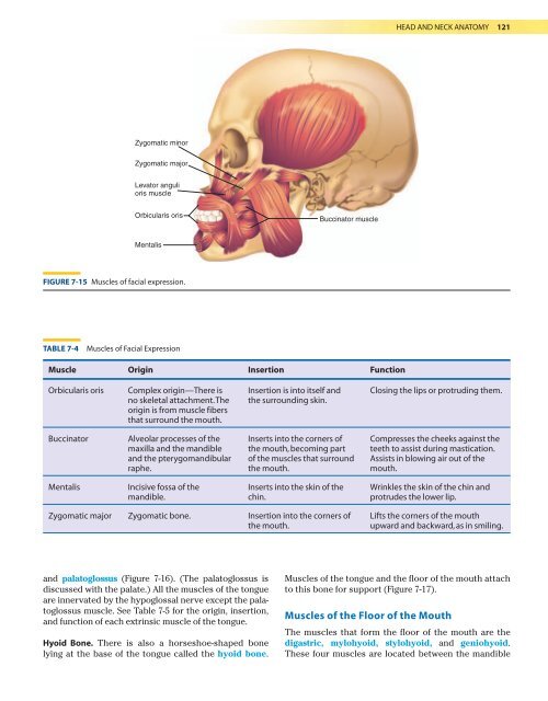 Zygomatic minor Zygomatic