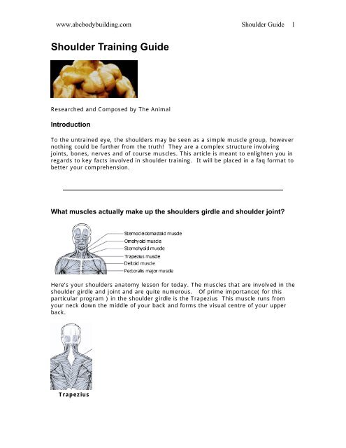 Shoulder Training Guide - ABC Bodybuilding