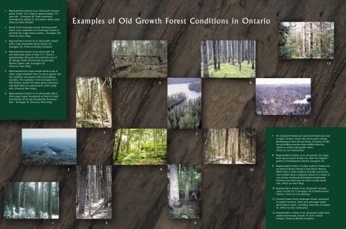 Examples of Old Growth Forest Conditions in Ontario - Ministry of ...