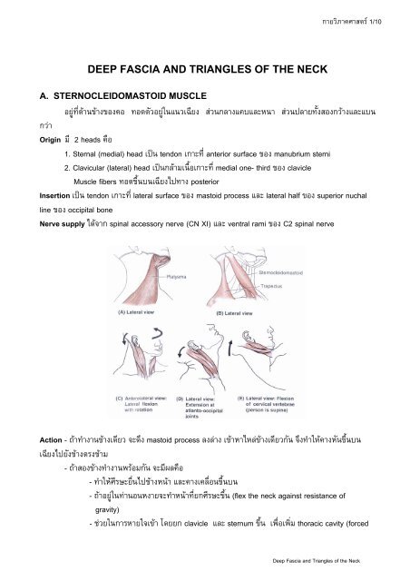deep fascia and triangles of the neck a. sternocleidomastoid muscle