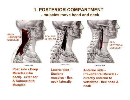 BACK + SUBOCCIP MUSCLES P