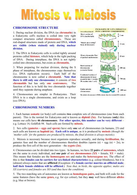 Chromosome structure - BiologyMad A-Level Biology