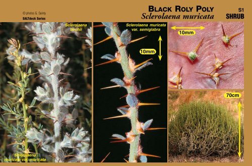 Black Roly Poly - Land and Water Australia