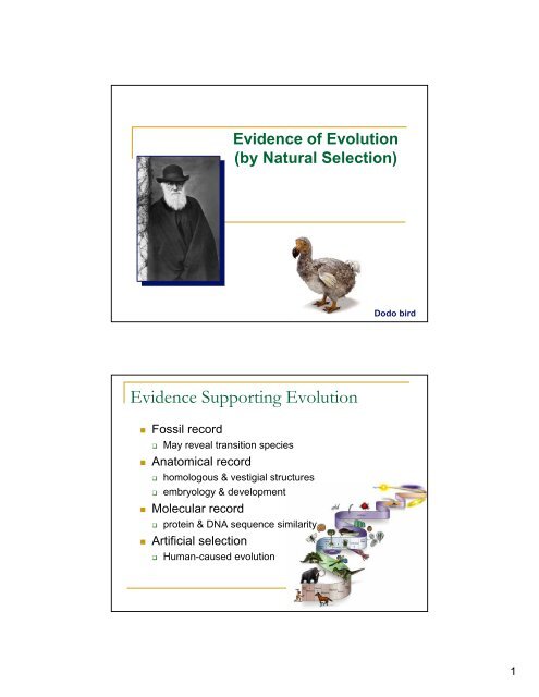 AP B Lecture 6 Evidence for Evolution PPT