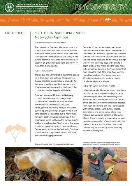 Southern Marsupial Mole