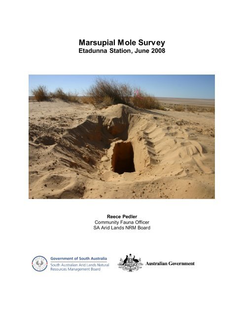 Southern Marsupial Mole