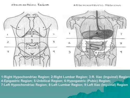 1:Right Hypochondriac Reg