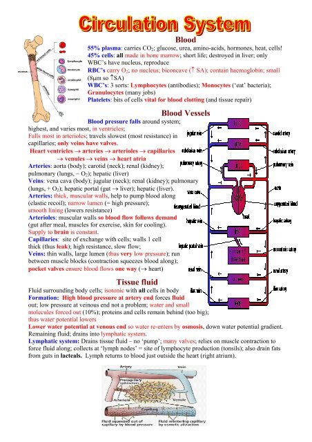 Blood Blood Vessels Tissue fluid - BiologyMad A-Level Biology