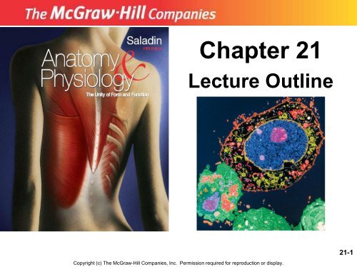 Chapter 21 The Lymphatic System