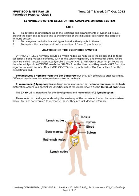 Normal Immune System