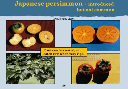 Chrysophyllum cainito Vel