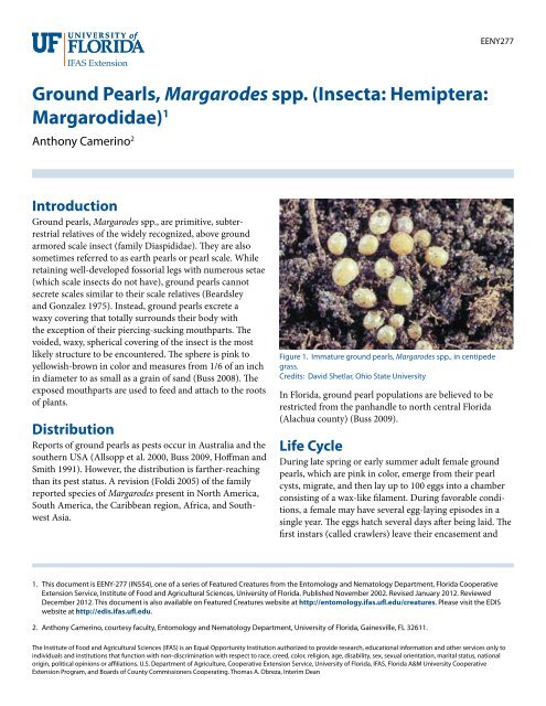 Ground Pearls, Margarodes spp. - EDIS - University of Florida