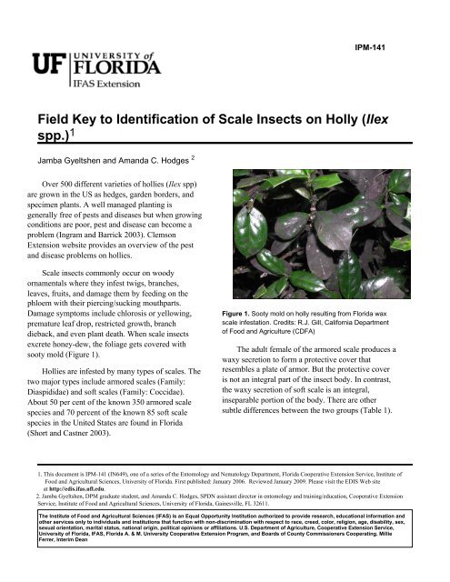 Field Key to Identification of Scale Insects on Holly (Ilex spp.)1