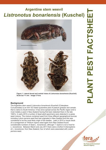 Argentine stem weevil Listronotus bonariensis (Kuschel)