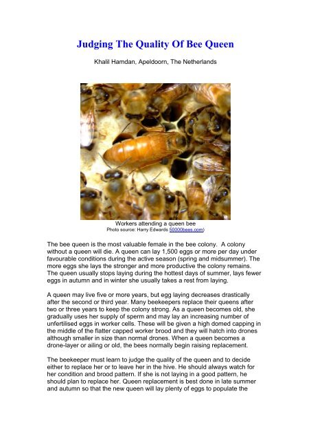 Judging The Quality Of Bee Queen - Country Rubes