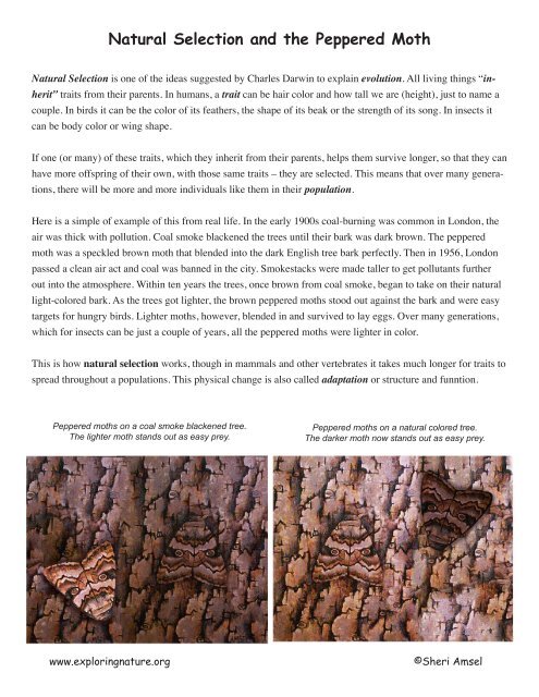 Natural Selection Moths