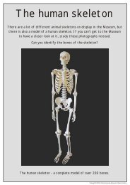 Human Skeleton Anatomy Activity - Ask A Biologist