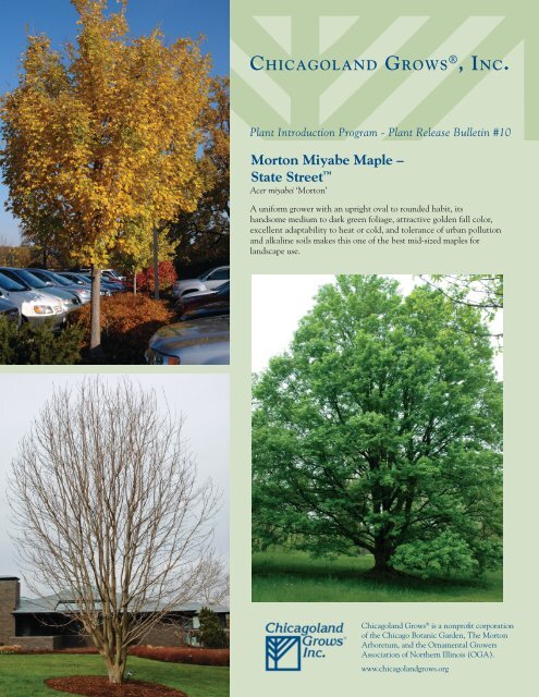 State Street Miyabe Maple - City of Batavia