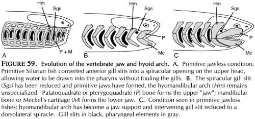 FIGURE 59. Evolution of the vertebrate jaw and hyoid arch. A ...
