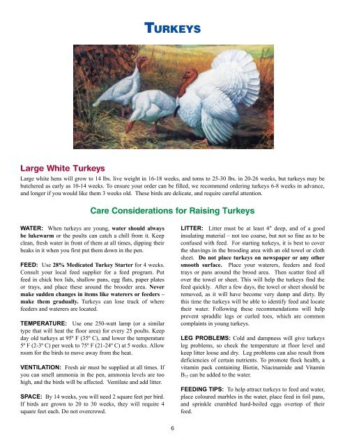 Large White Turkeys turkE