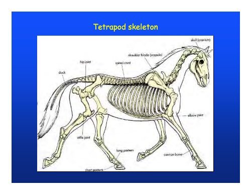 Tetrapod skeleton