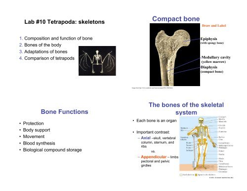 Lab 10 - Tetrapoda Skeletons - Orange Coast College