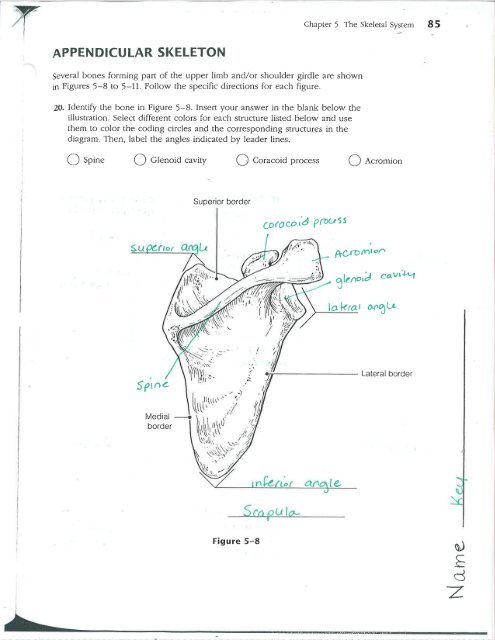 Appendicular Skeleton Worksheet Answers Chapter 5 Worksheet