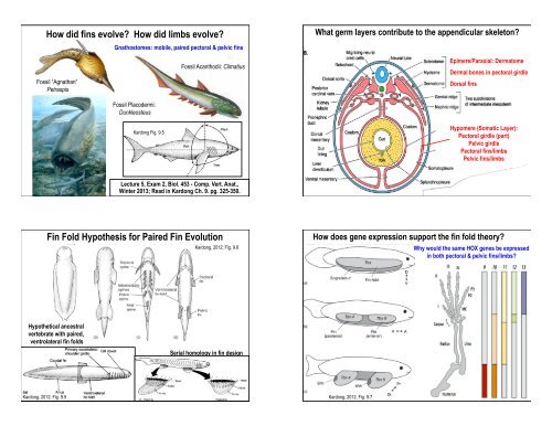 How did fins evolve? How did limbs evolve? Fin Fold Hypothesis for ...
