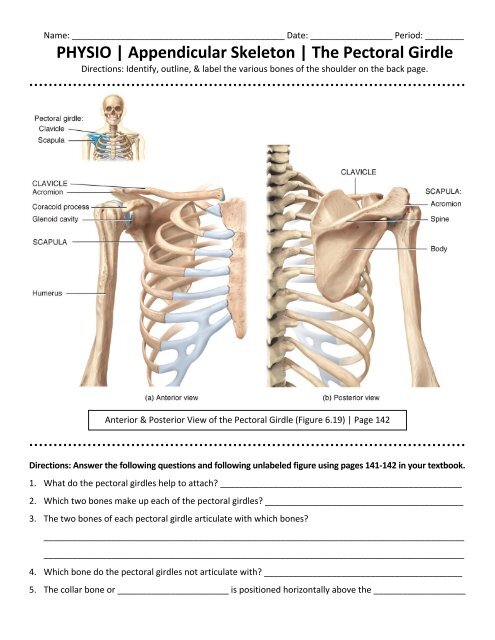  The Pectoral Girdle Consists Of Which Of The Following Bones Bones 