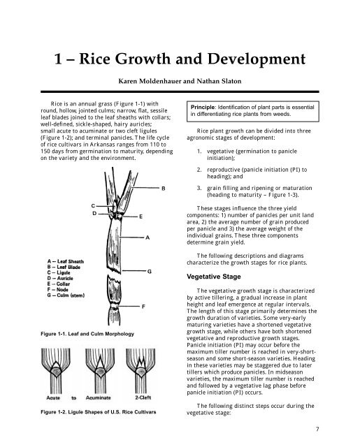 1 – Rice Growth and Development