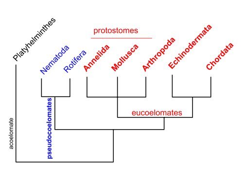 Phylum Mollusca Tree