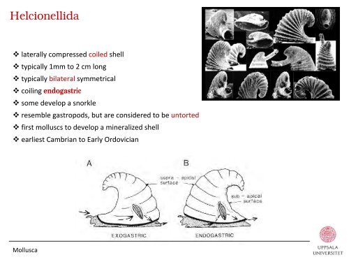 Helcionellida laterally