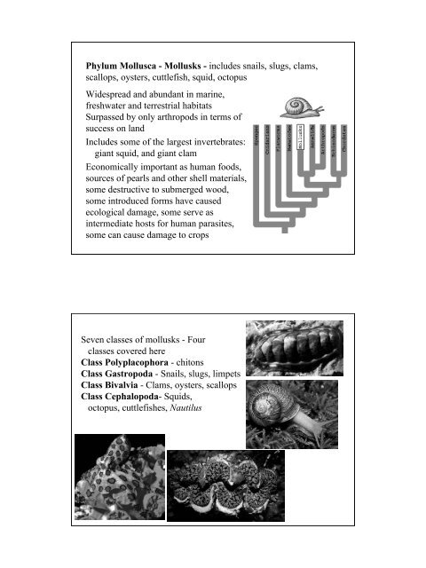 Phylum Mollusca Class Cephalopoda