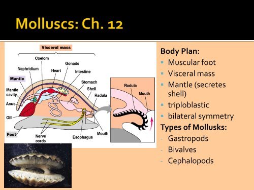 Body Plan: Muscular foot Visceral mass Mantle (secretes shell ...