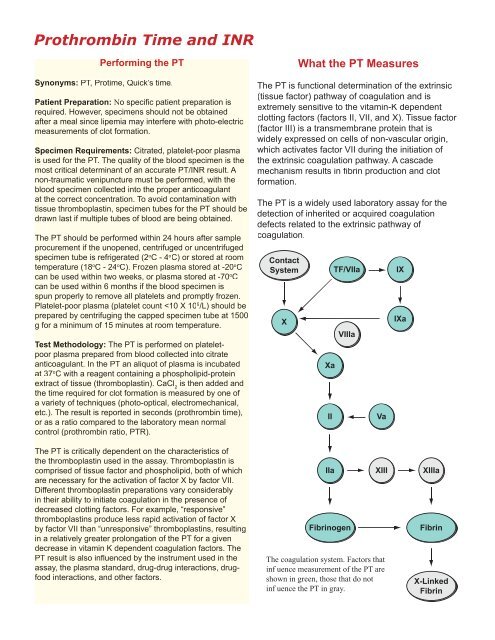 Prothrombin Time and INR - Pathology