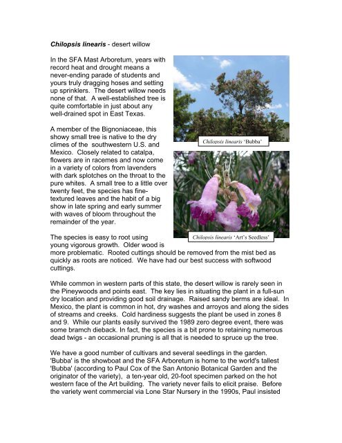 Chilopsis Linearis Arts Seedless