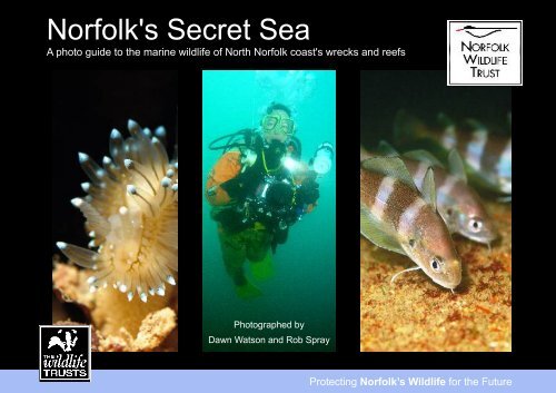Norfolk's Secret Sea - the North Sea Wildlife Project