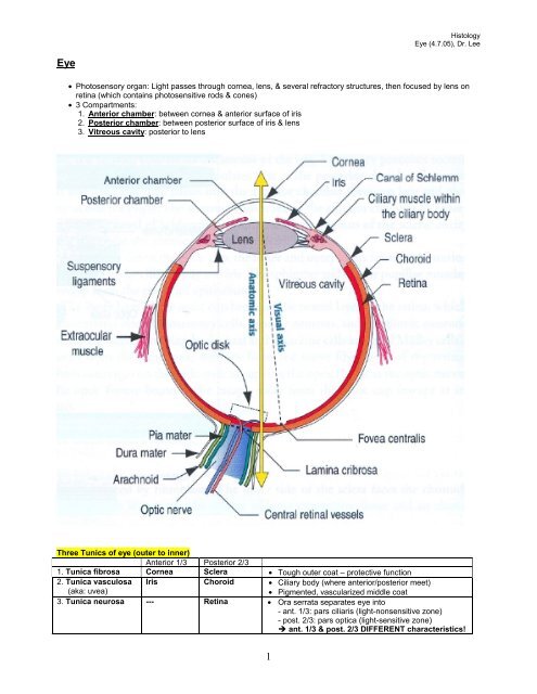 Photosensory organ: Light passes through cornea, lens, & several ...