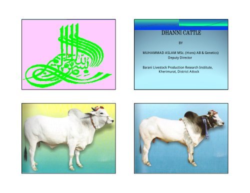 Dhanni Cattle Breeding Policy and Action Plan by