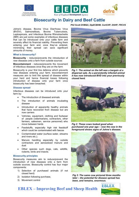 Biosecurity in Dairy and Beef Cattle EBLEX – Improving Beef and ...