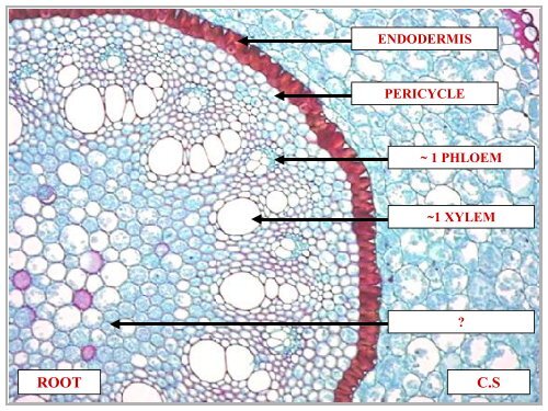 ROOT C.S - Building The Pride