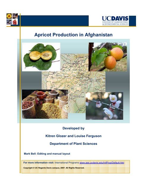 Apricot Production in Afghanistan