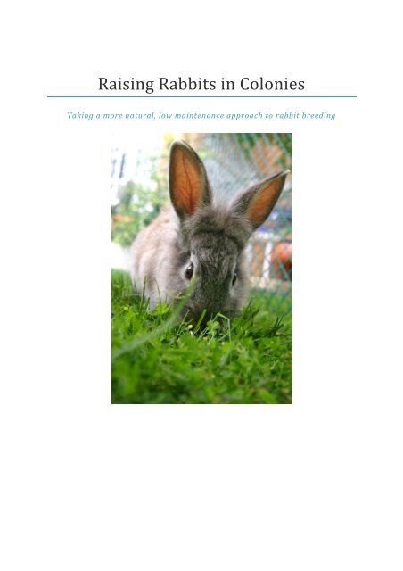 Raising Rabbits in Colonies