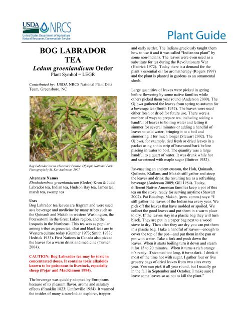 Bog Labrador tea - USDA Plants Database - US Department of ...