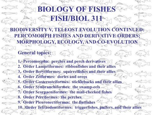 Percomorph fishes and derivative orders