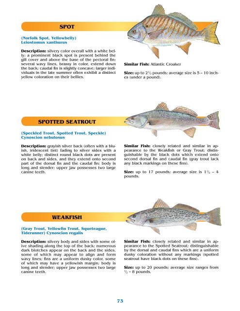 SPOT (Norfolk Spot, Yello