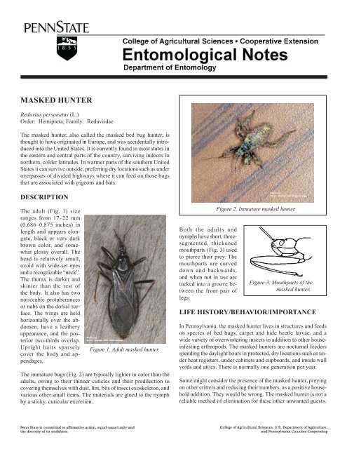 PDF version of Masked Hunter Fact Sheet - Entomology