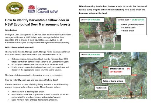 How to identify harvestable fallow deer in NSW Ecological Deer ...