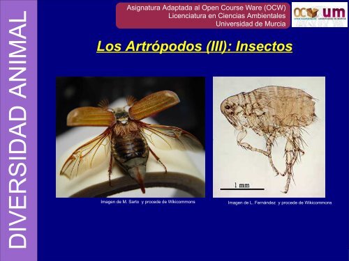 Sesión Teórico-Práctica 08: Artrópodos III: Insectos - OCW ...