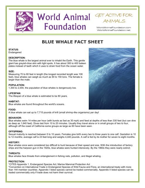 BLUE WHALE FACT SHEET - World Animal Foundation